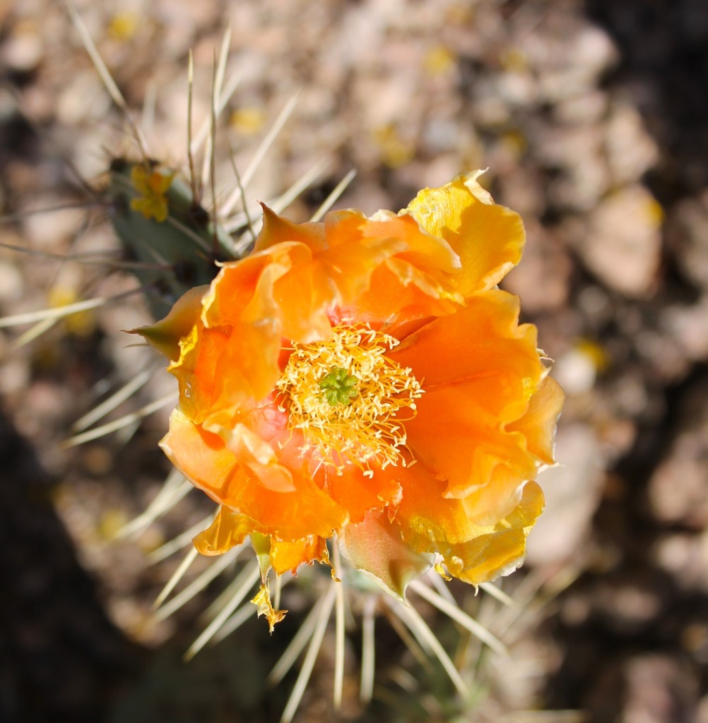 The Desert In Bloom At The Desert Botanical Garden in Phoenix