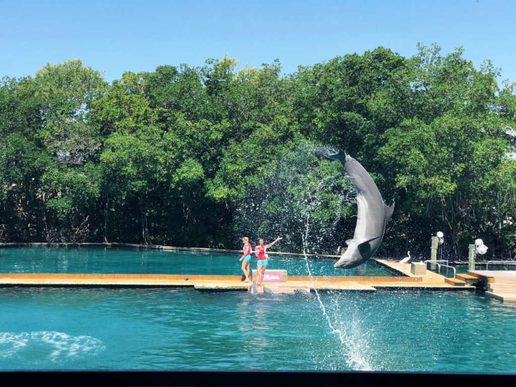 Best Things To Do In Miami With Kids: Amazing Animal Encounters!