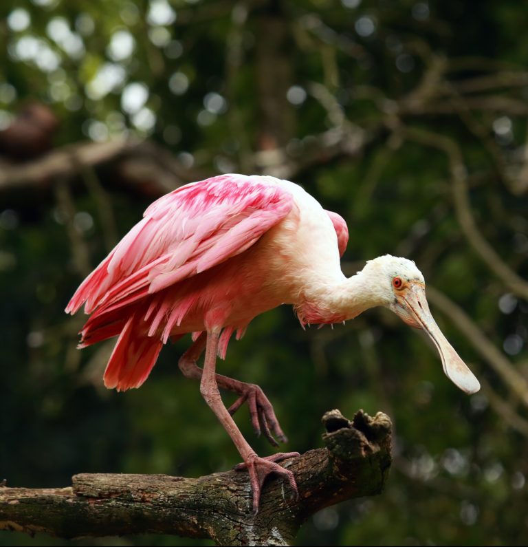 Birds of Guatemala: A Guide to the Best Birding Destinations in the Region