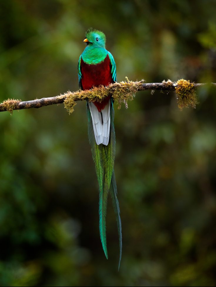 Birds of Guatemala: A Guide to the Best Birding Destinations in the Region