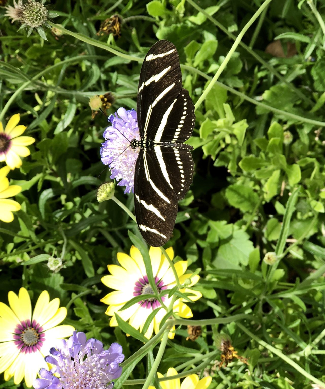 A Guide to Building a Butterfly Garden in Florida
