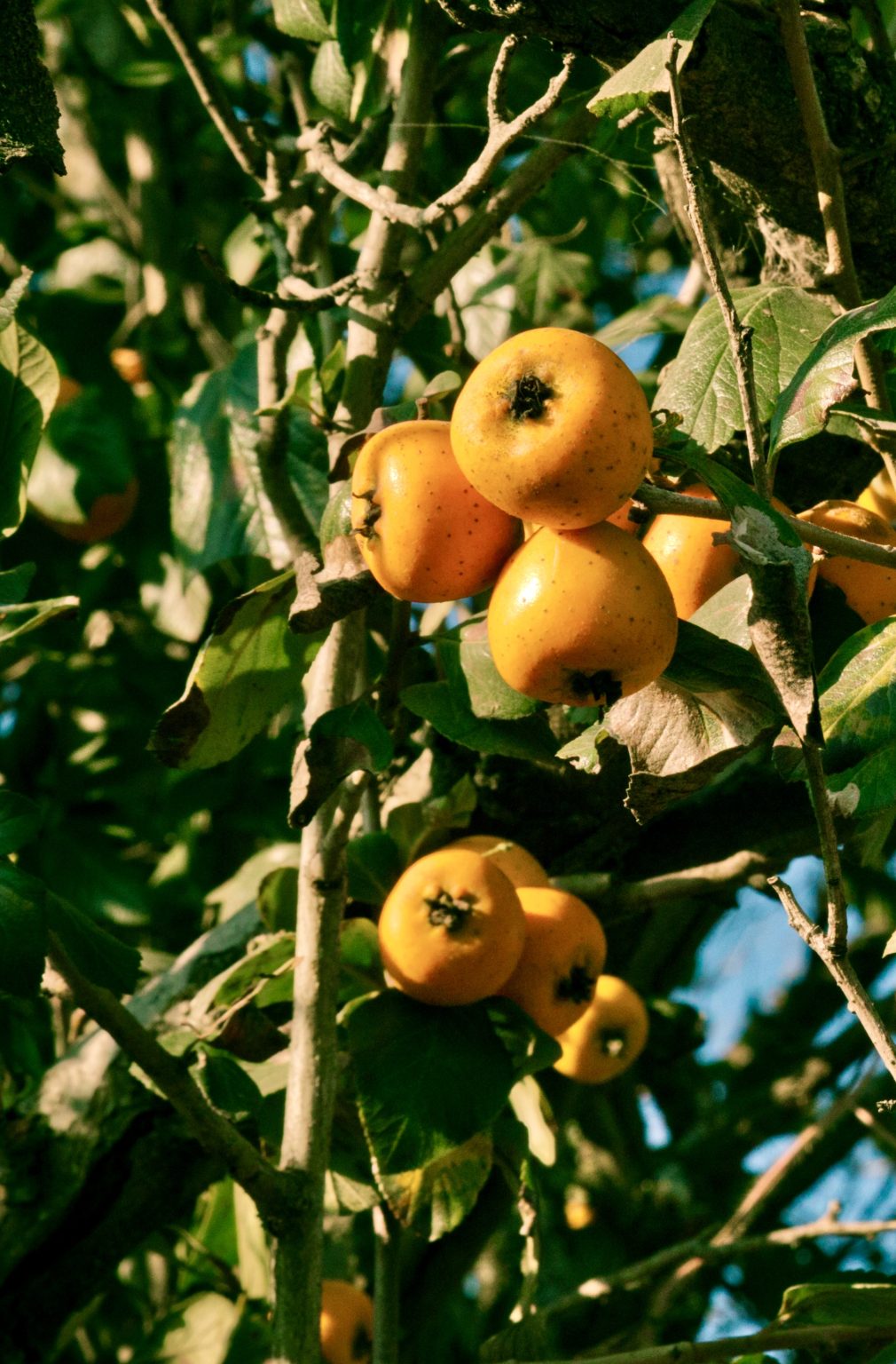 Manzanillas en Miel Recipe