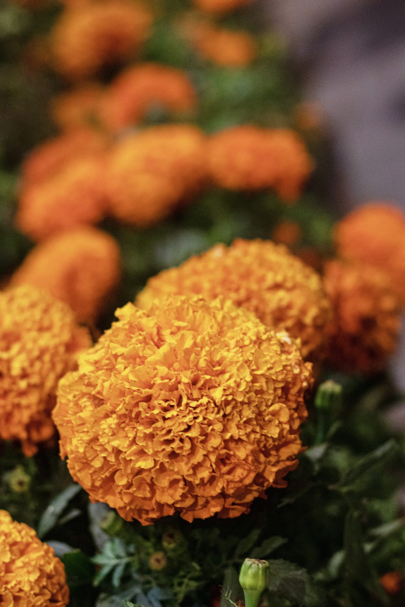 Why are Marigolds Important in the Day of the Dead Celebrations?